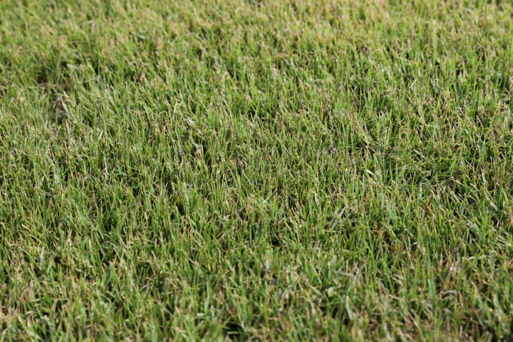 Will Pool Water Kill Grass or Harm My Yard? - Premier Pools & Spas